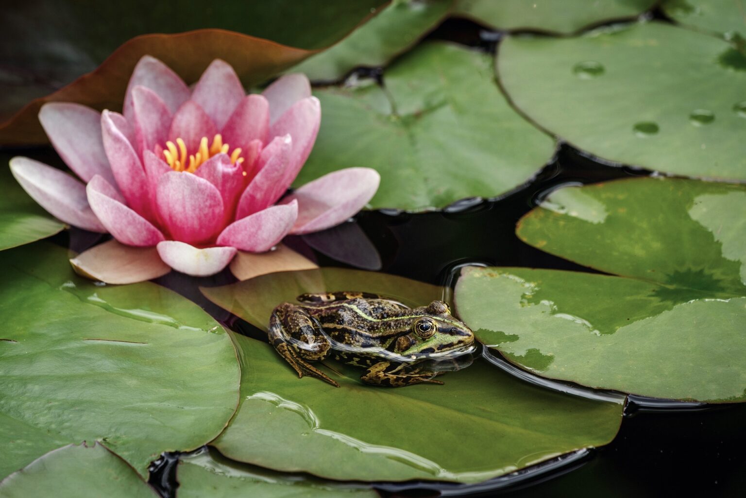 Exploring the Essence of Haiku: Japan’s Timeless Poetic Form - Japambience