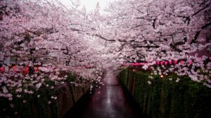 The Essential Guide to Sakura: Japan’s Cherished Cherry Blossoms ...