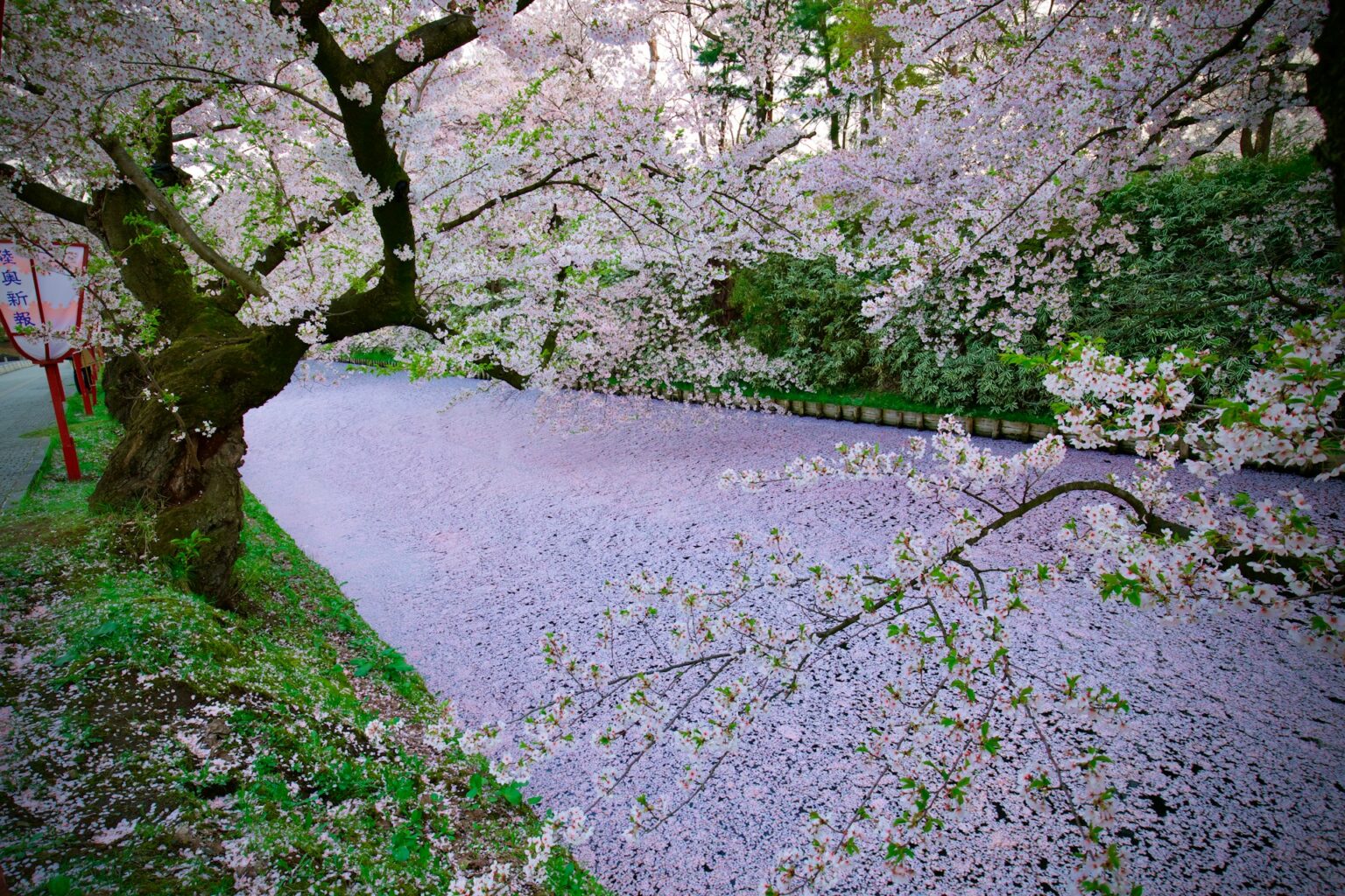 The Essential Guide to Sakura: Japan’s Cherished Cherry Blossoms ...