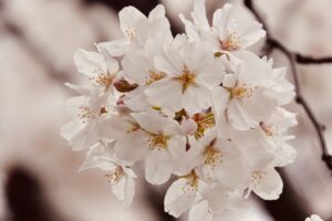 The Essential Guide to Sakura: Japan’s Cherished Cherry Blossoms ...