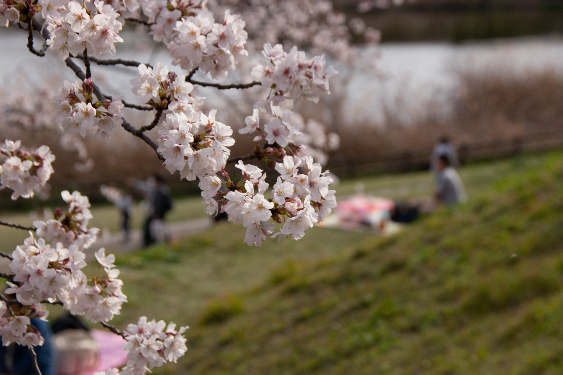 What Is Hanami? Meaning, Traditions, Food, Etiquette, and How to Enjoy ...