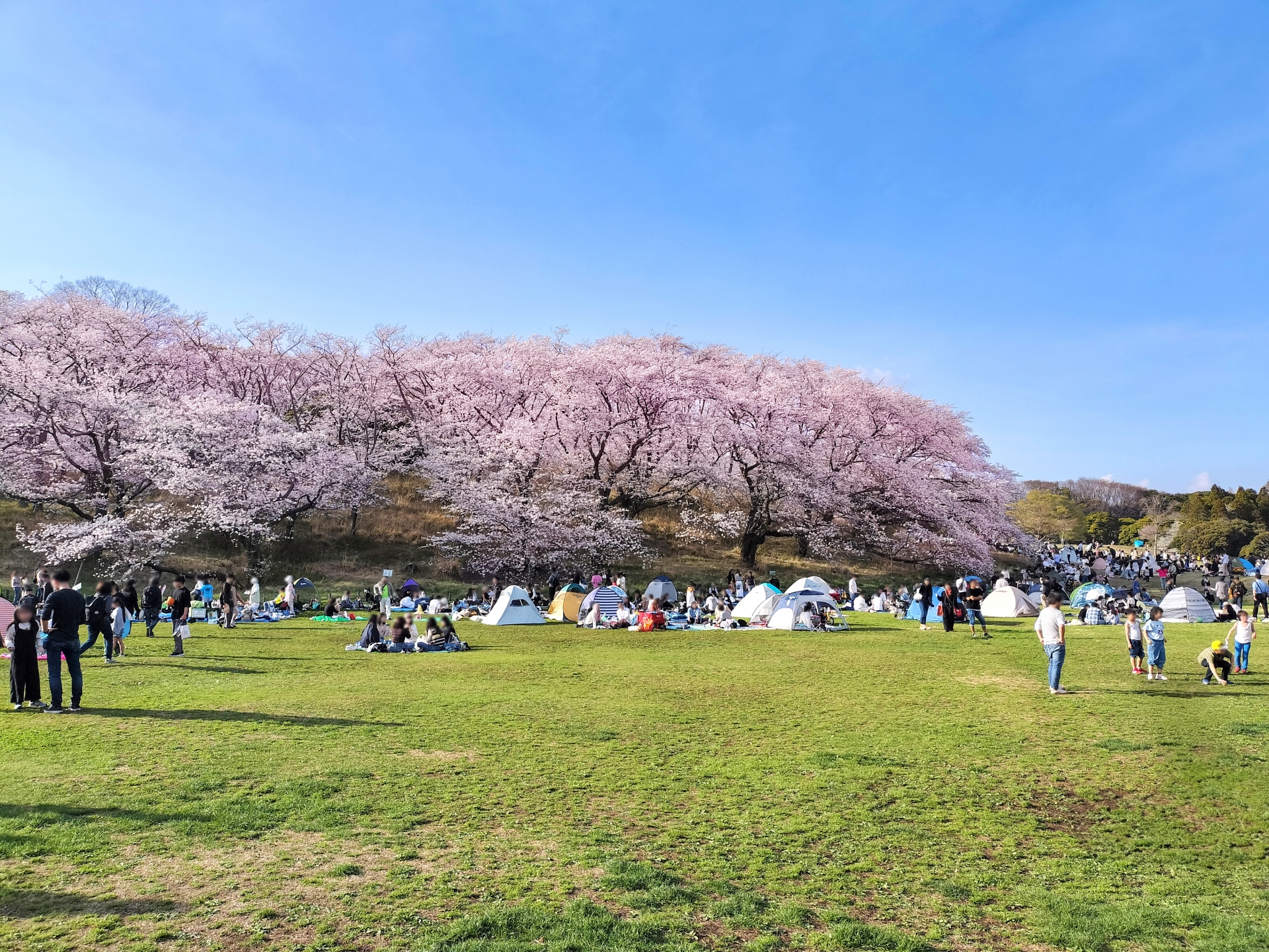 What Is Hanami? Meaning, Traditions, Food, Etiquette, and How to Enjoy ...