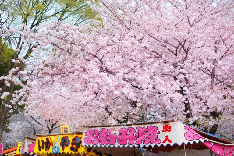 What Is Hanami? Meaning, Traditions, Food, Etiquette, and How to Enjoy ...