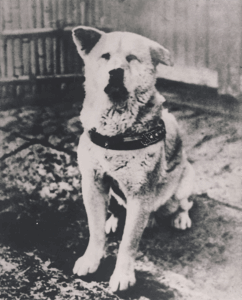 Exploring Hachiko and Other Shiba Inu Statues of Japan: History ...