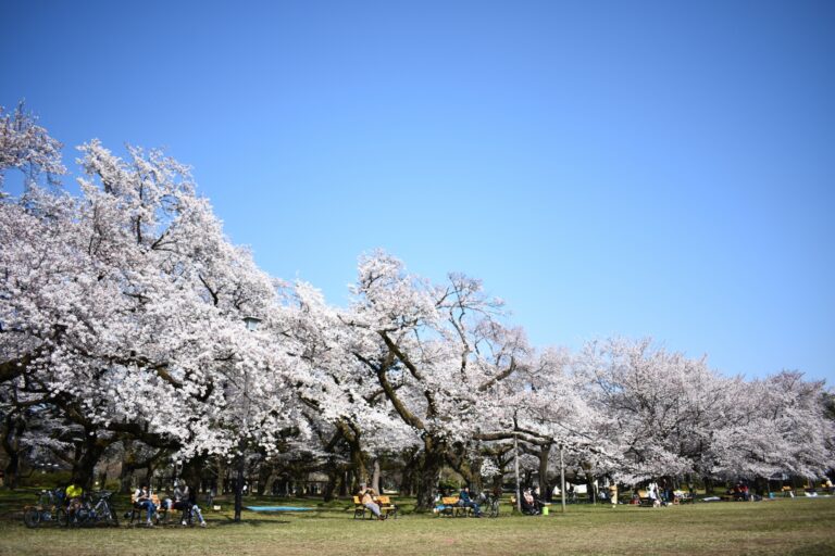 Hanami: A Comprehensive Guide to Cherry Blossom Viewing in Japan ...