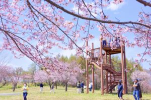 Hanami: A Comprehensive Guide to Cherry Blossom Viewing in Japan ...