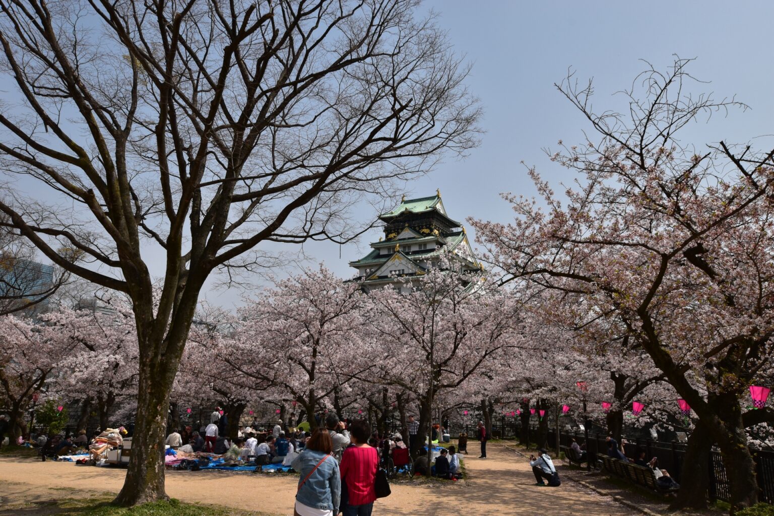 Hanami: A Comprehensive Guide to Cherry Blossom Viewing in Japan ...