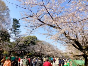 Hanami: A Comprehensive Guide to Cherry Blossom Viewing in Japan ...