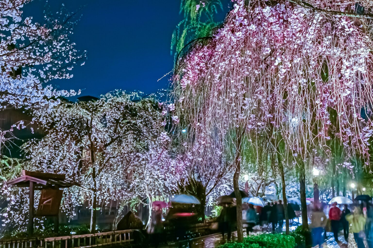 Hanami: A Comprehensive Guide to Cherry Blossom Viewing in Japan ...