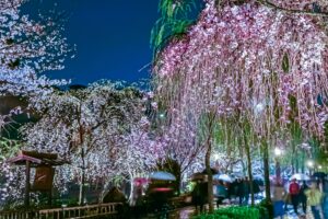 Hanami: A Comprehensive Guide to Cherry Blossom Viewing in Japan ...