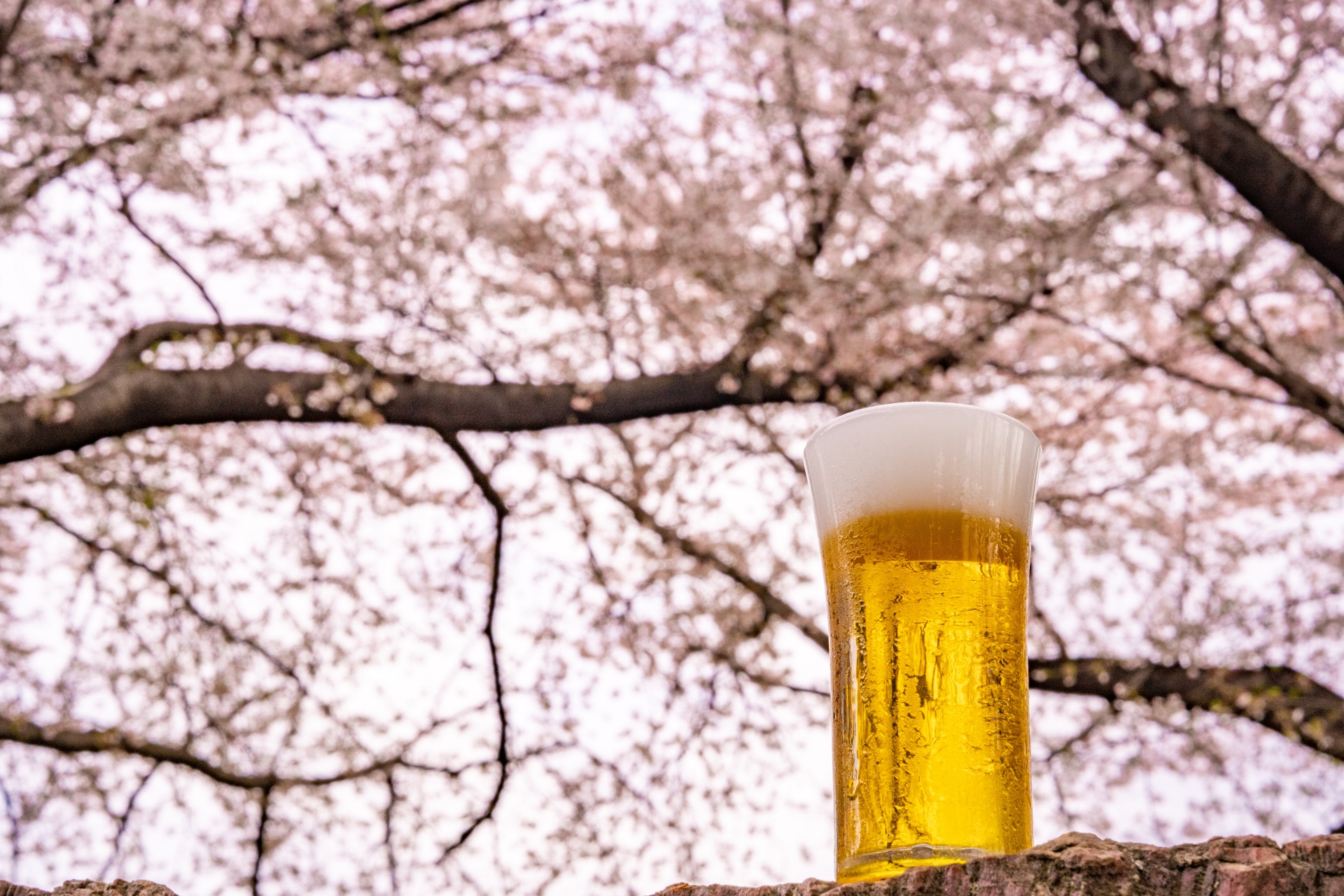 Exploring the World of Japanese Beer: Top Brands, Brewing Techniques ...