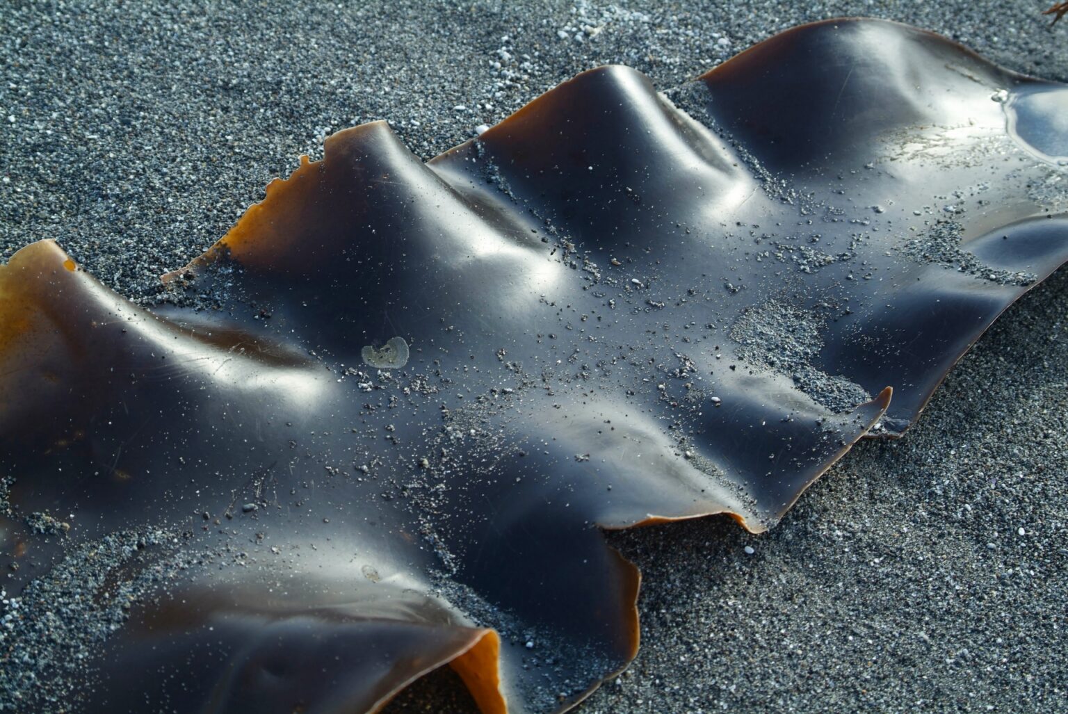 Unlock the Secrets of Kombu: Health Benefits, Cooking Tips, and Recipes ...