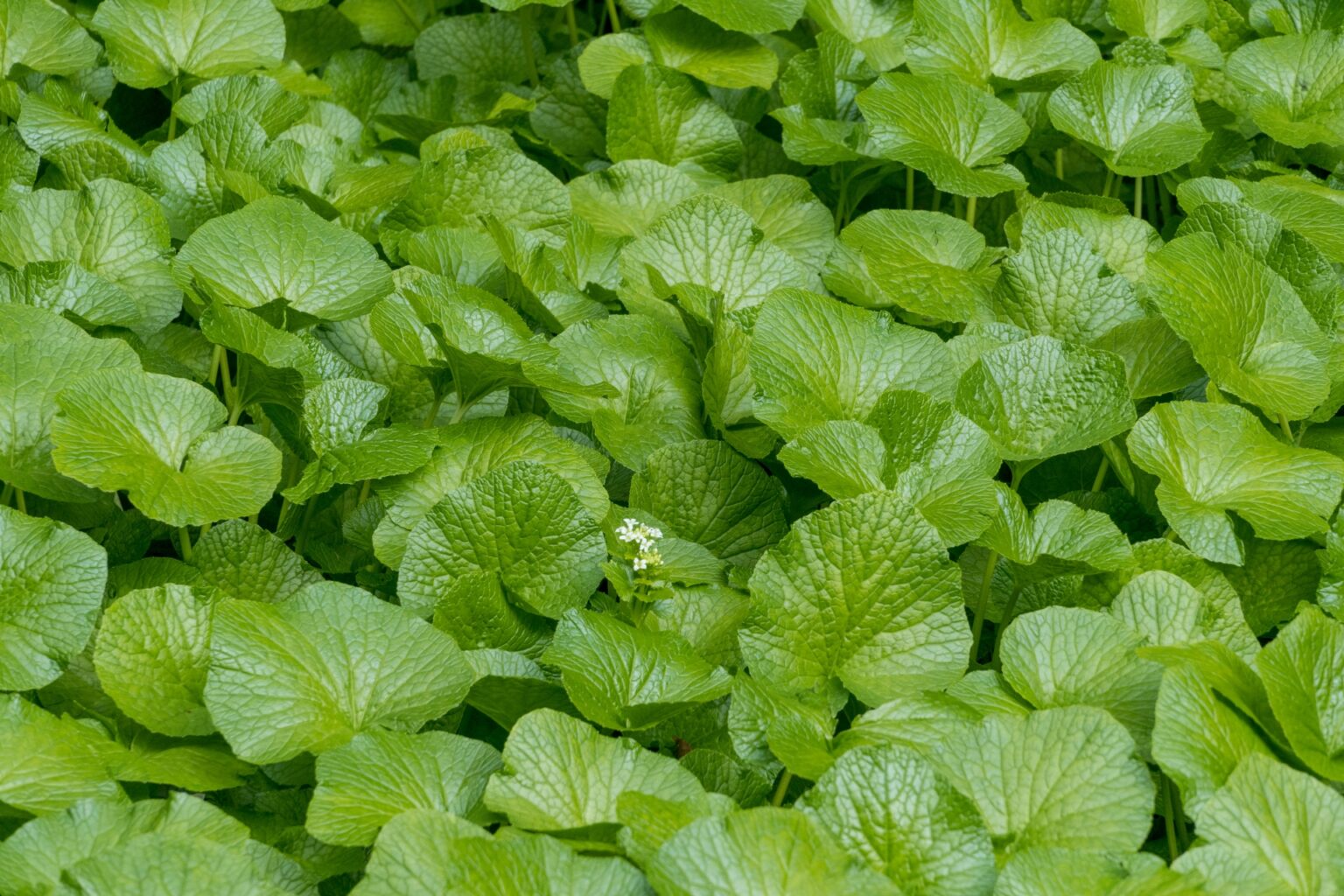 What Is Wasabi: Everything You Need to Know About This Japanese ...