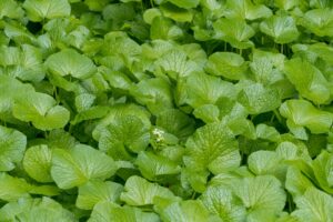 What Is Wasabi: Everything You Need to Know About This Japanese ...