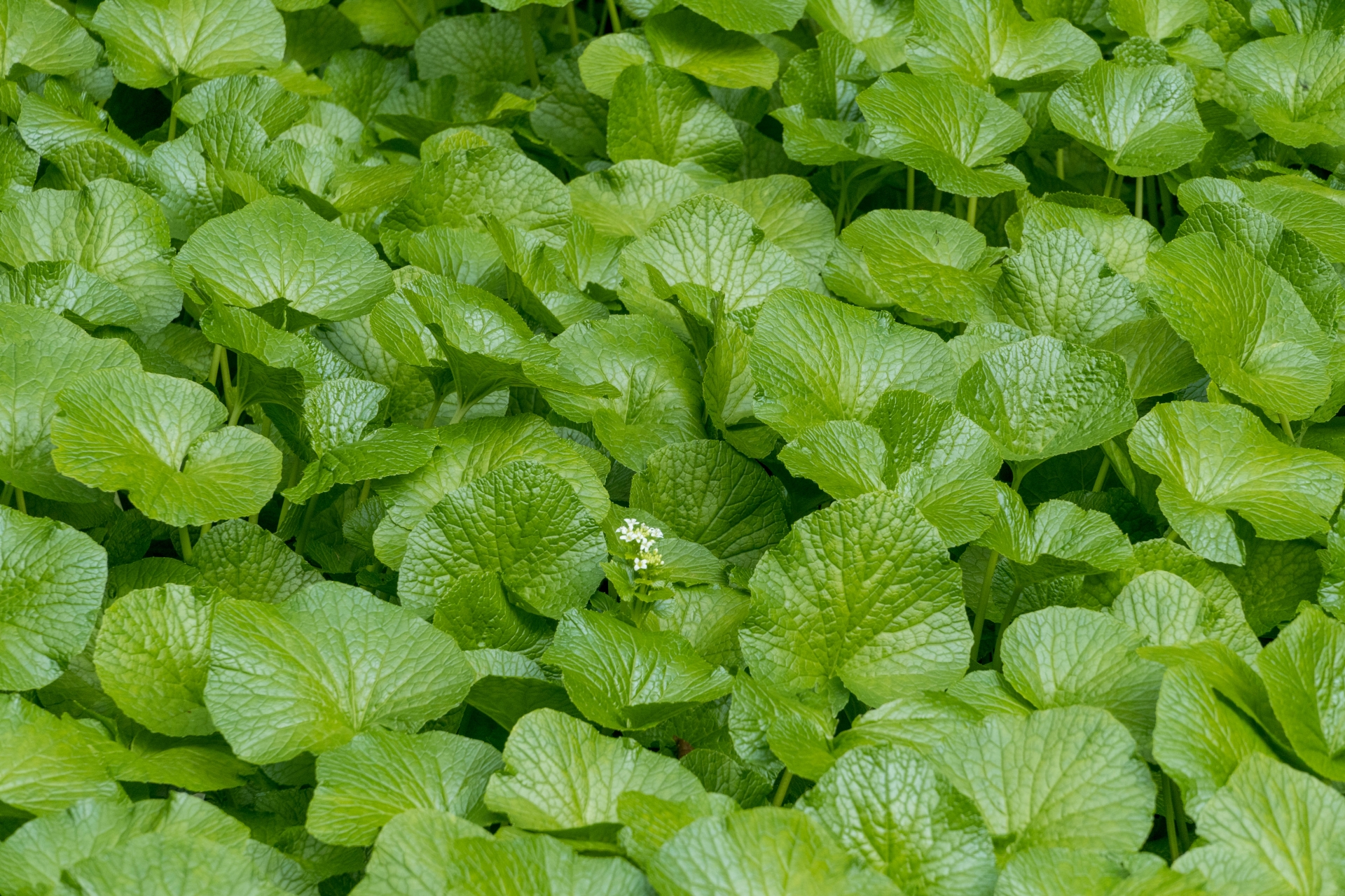 What Is Wasabi: Everything You Need to Know About This Japanese ...