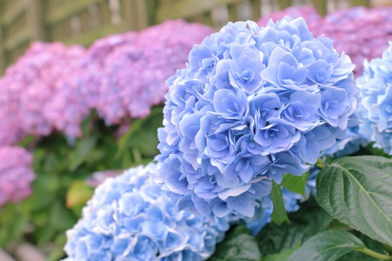 Japanese Flowers: Symbolism, Meaning, and Seasonal Highlights - Japambience