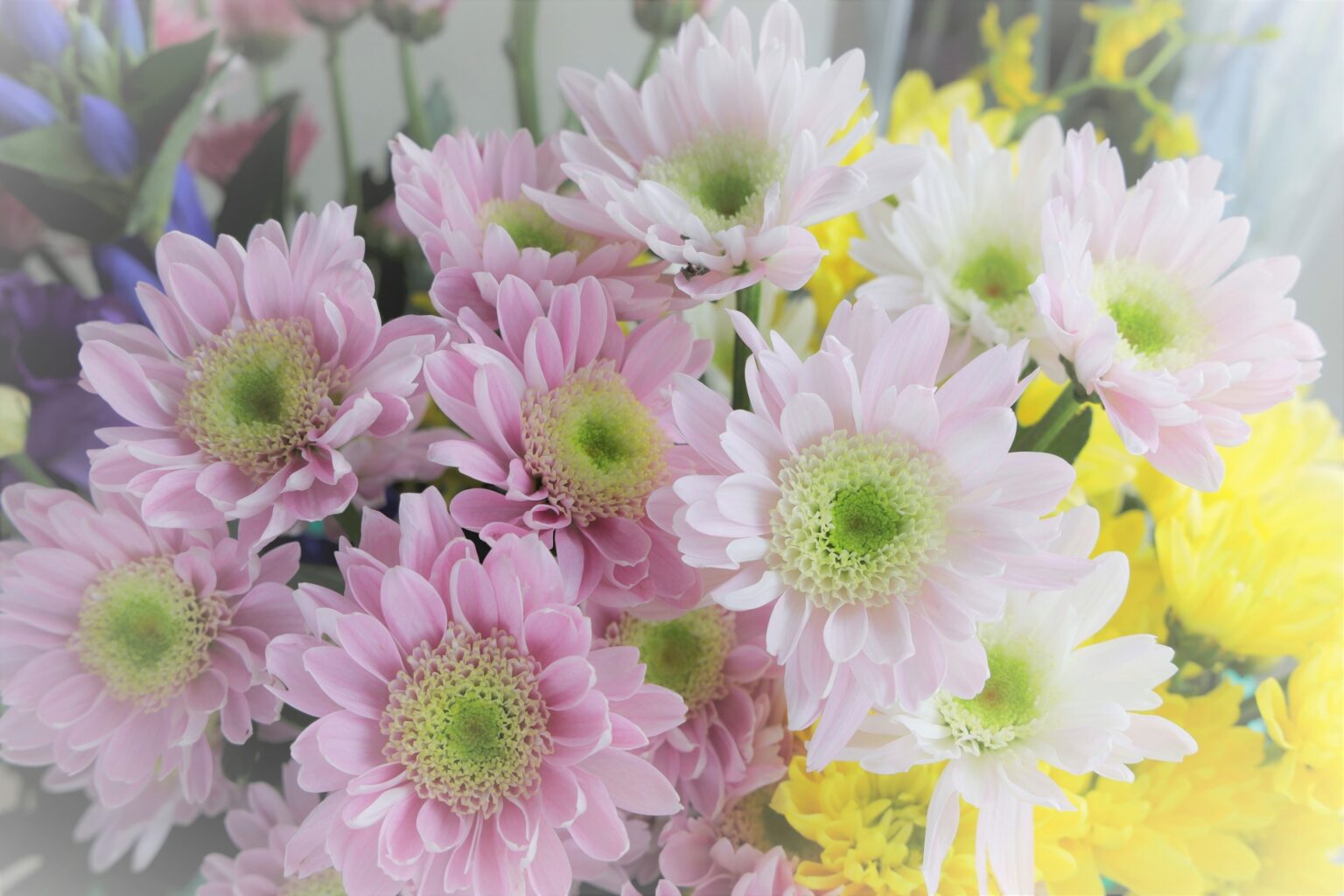 Japanese Flowers: Symbolism, Meaning, and Seasonal Highlights - Japambience