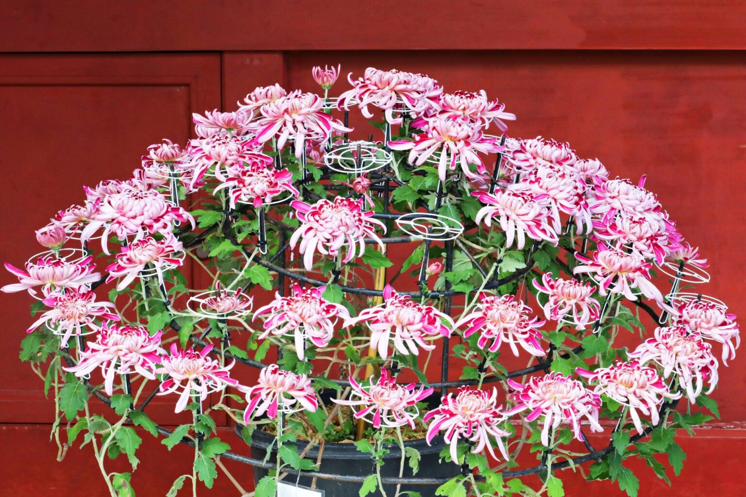 Japanese Flowers: Symbolism, Meaning, and Seasonal Highlights - Japambience