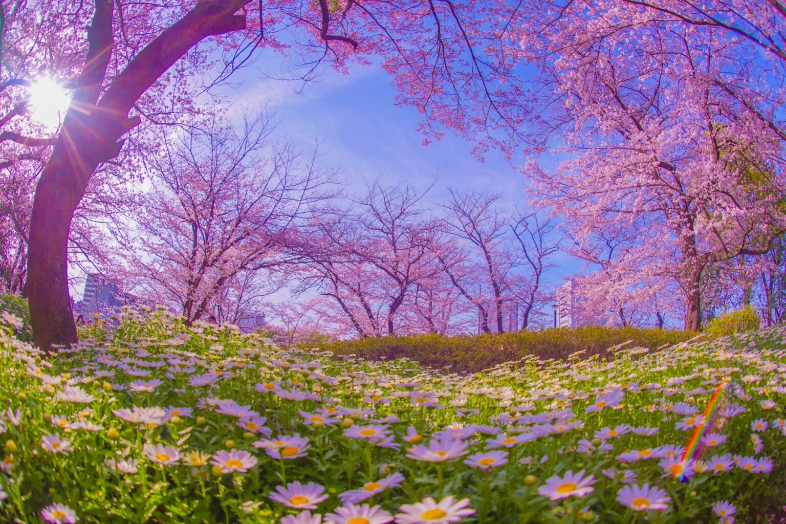 Japanese Flowers: Symbolism, Meaning, and Seasonal Highlights - Japambience