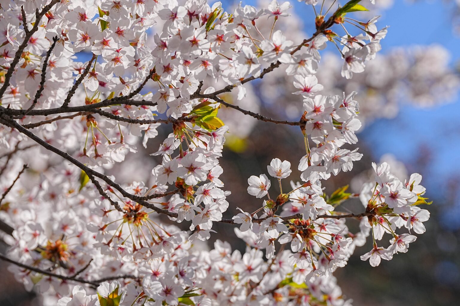 Japanese Flowers: Symbolism, Meaning, and Seasonal Highlights - Japambience
