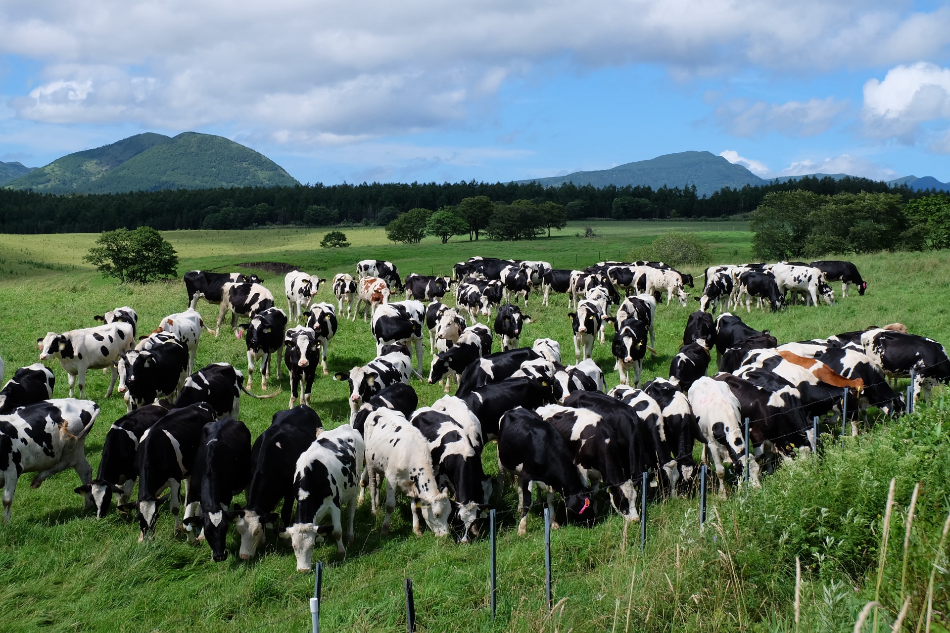 Hokkaido Milk: Why It’s Loved by Health Enthusiasts and Chefs Alike ...