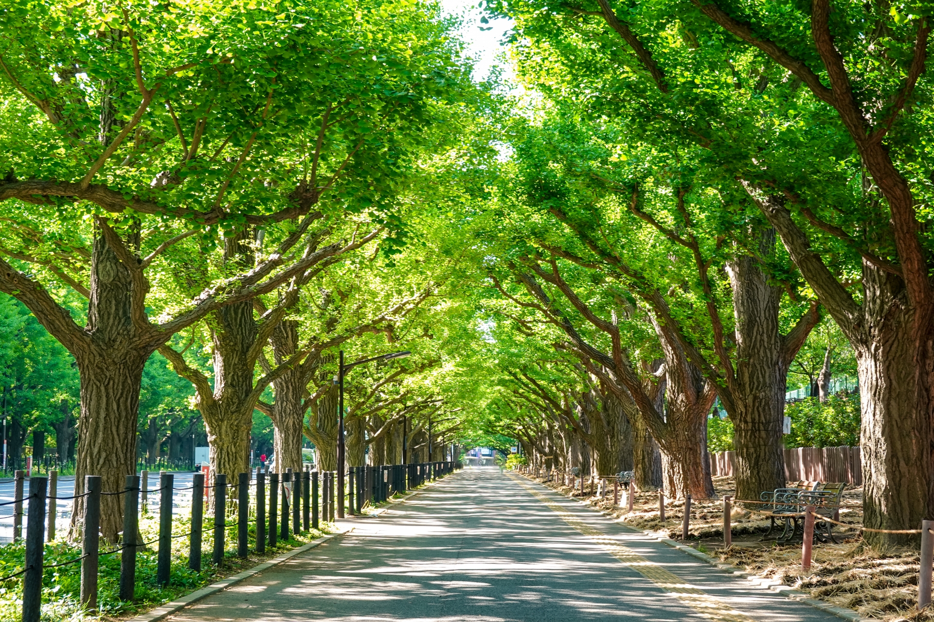 Discover the History and Beauty of Meiji Shrine (Jingu): A ...