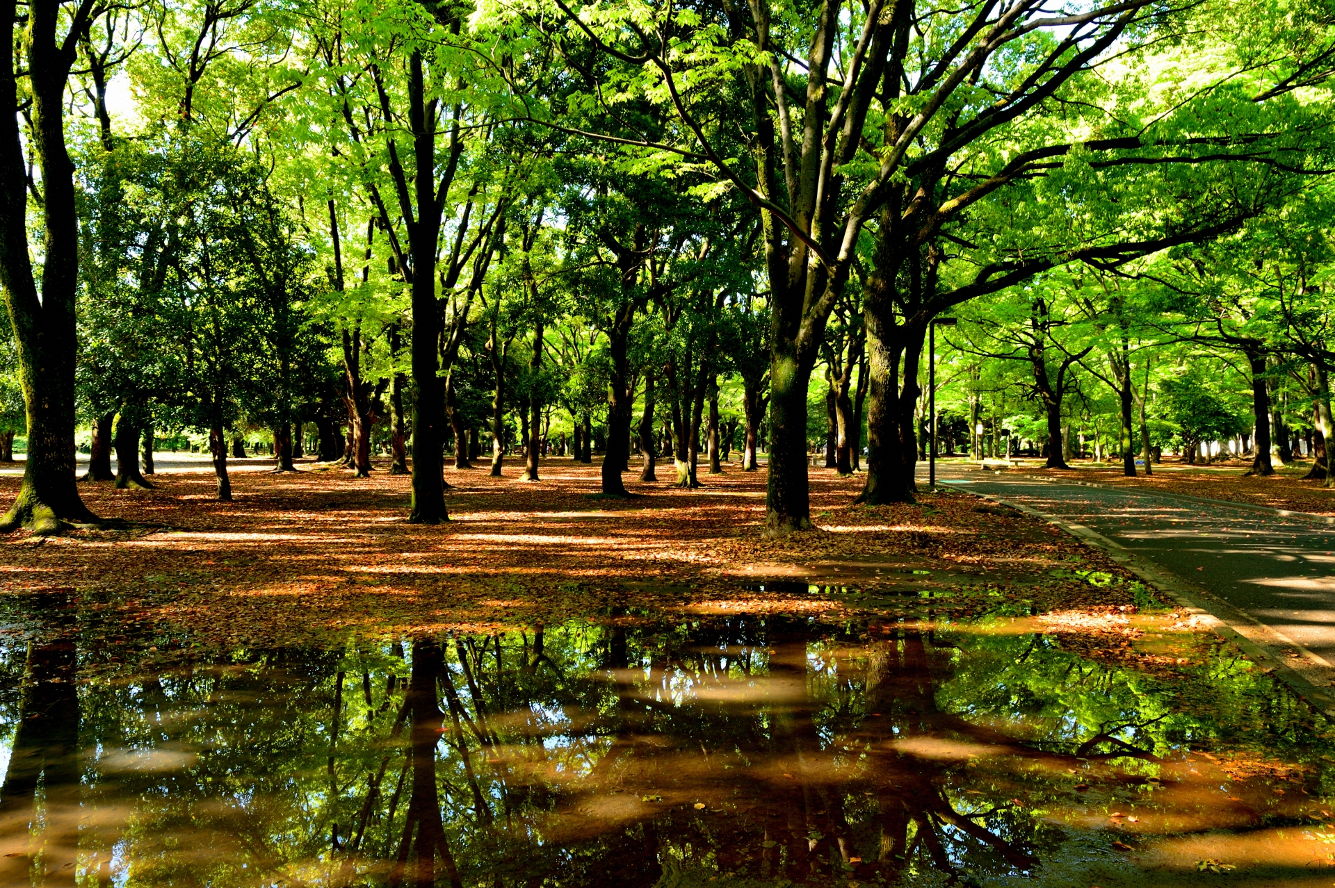 Discover the History and Beauty of Meiji Shrine (Jingu): A ...