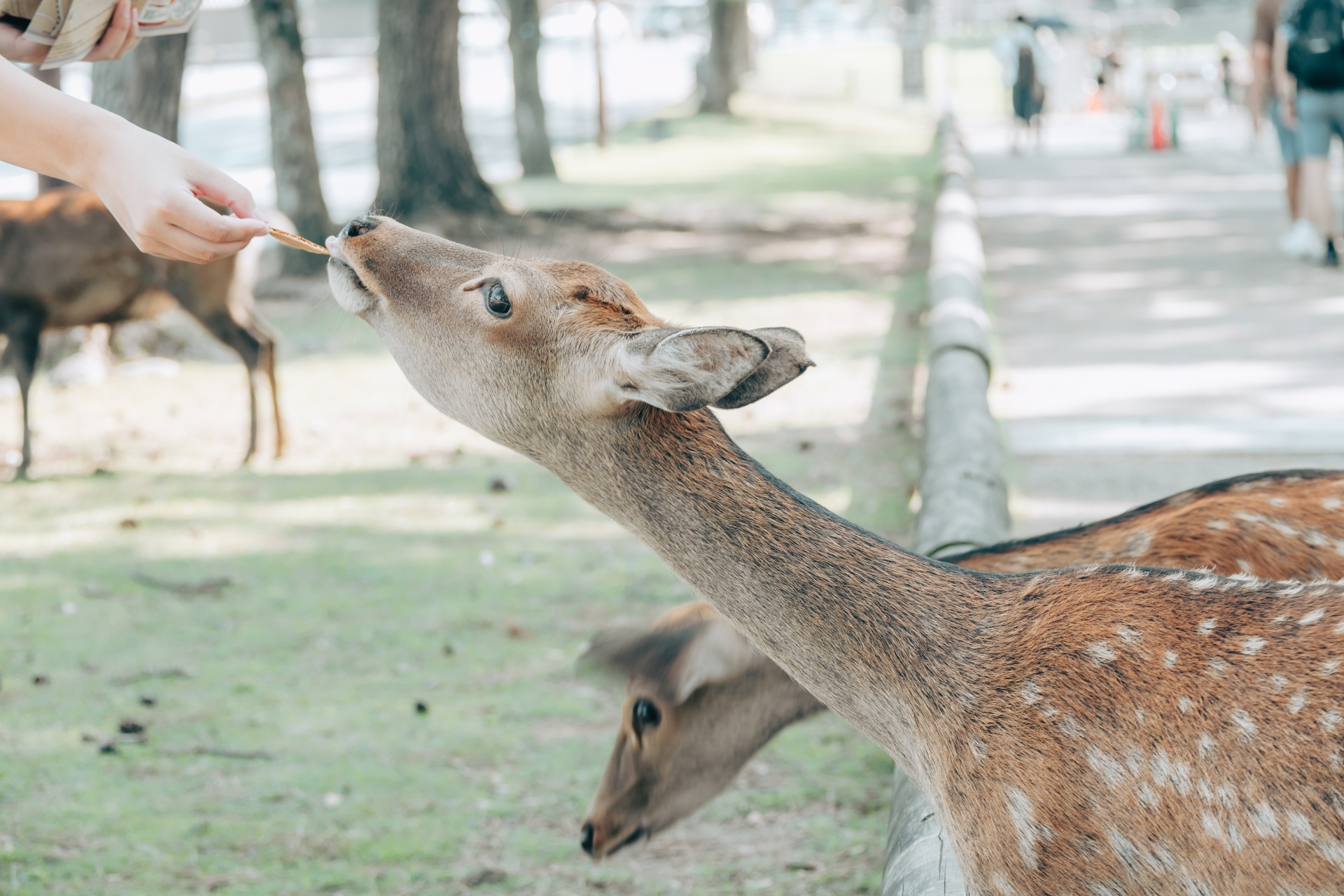 Nara Park: A Complete Guide to Japan’s Historic Deer Park - Japambience