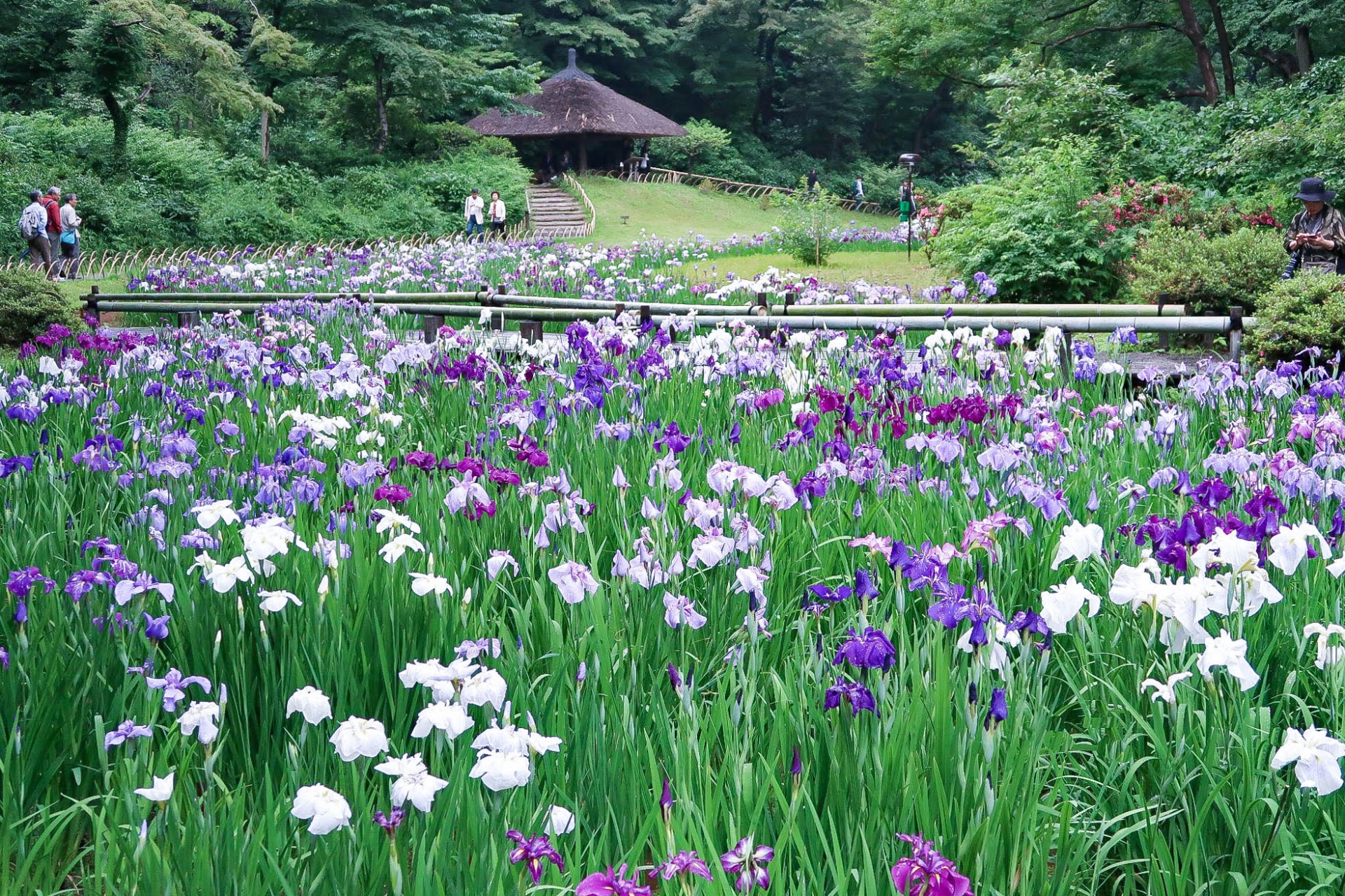 Tsuyu: Navigating Japan’s Rainy Season with Ease and Enjoyment ...