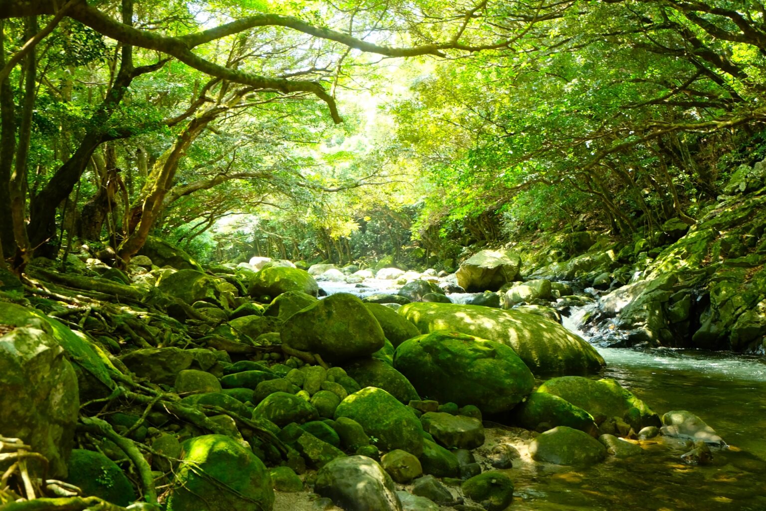 Explore Yakushima: Nature, Adventures, and Cultural Wonders of Japan’s ...