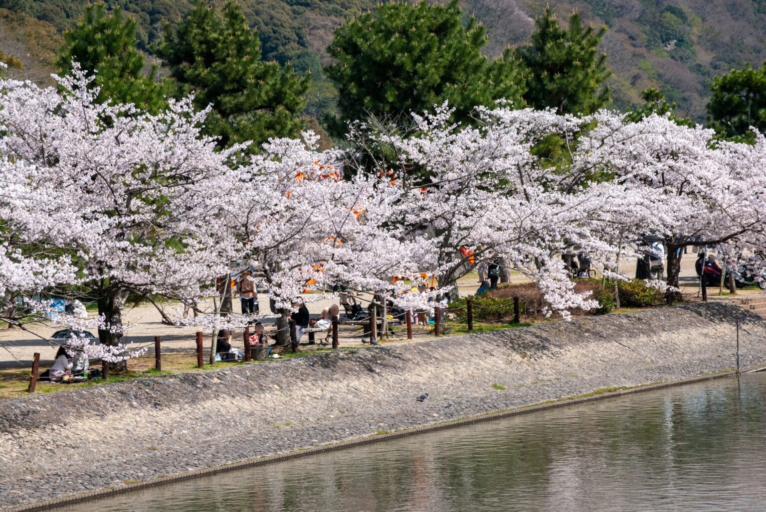 Explore the Timeless Beauty of Byodo-in Temple: A Cultural Treasure in ...