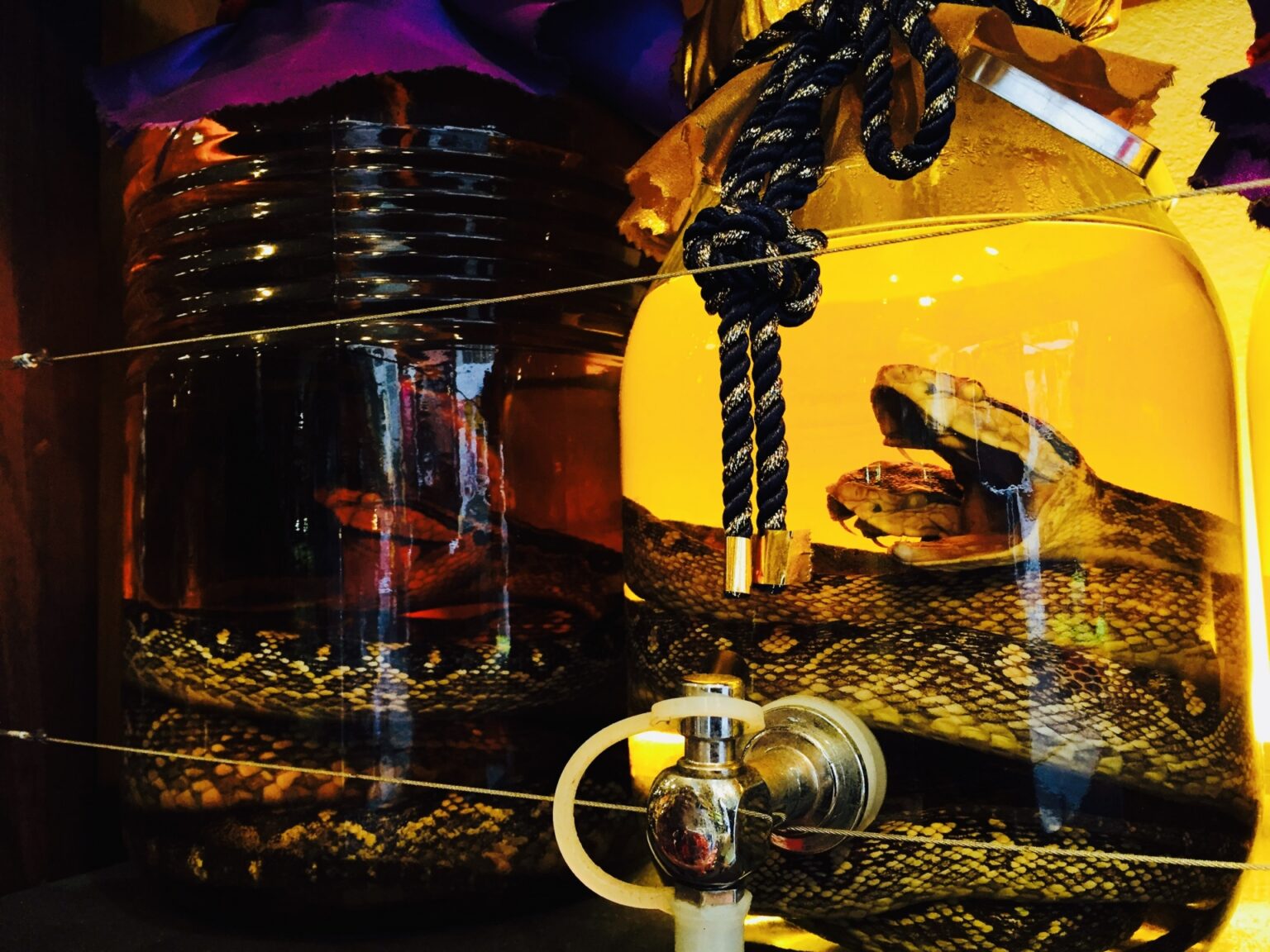 Habu Sake Explained: The Mysterious Snake Wine from Okinawa - Japambience