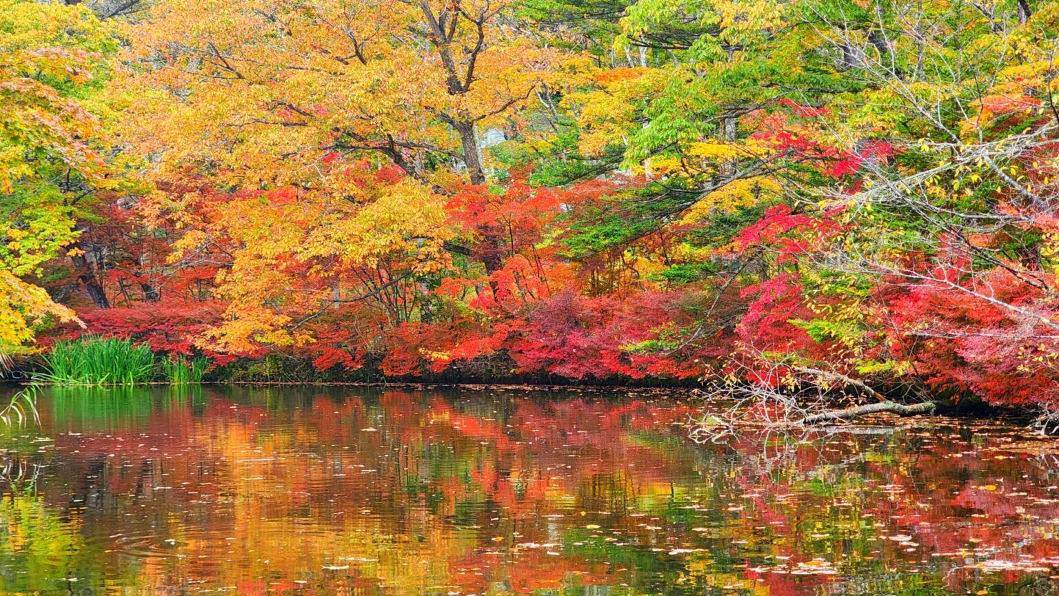 Karuizawa Travel Guide: Best Things to Do, See, and Eat in Japan’s Chic Mountain Getaway ...