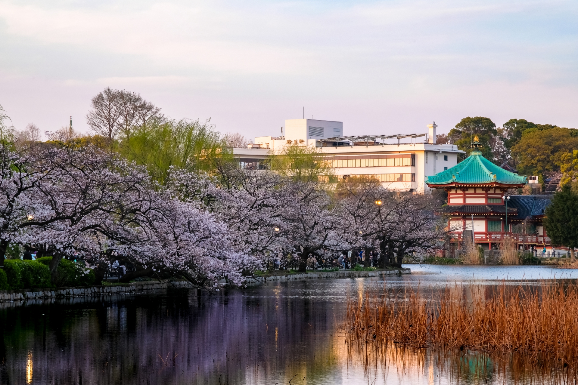 Top Cherry Blossom Viewing Spots in Japan: Best Places and Blooming ...