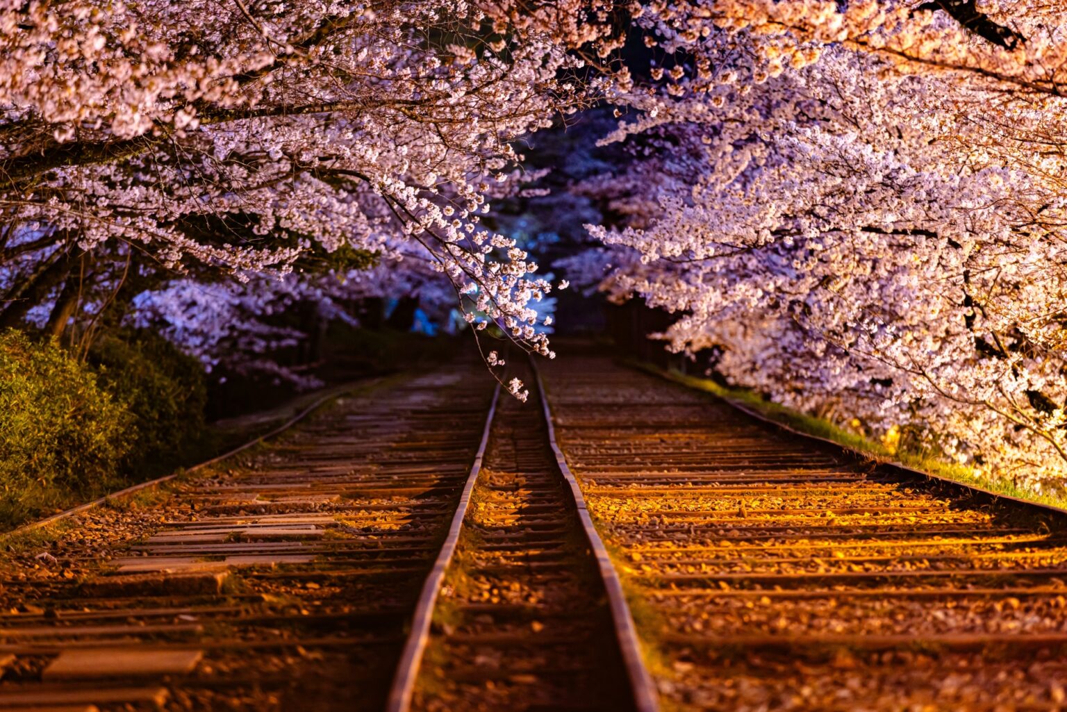 Top Cherry Blossom Viewing Spots in Japan: Best Places and Blooming ...