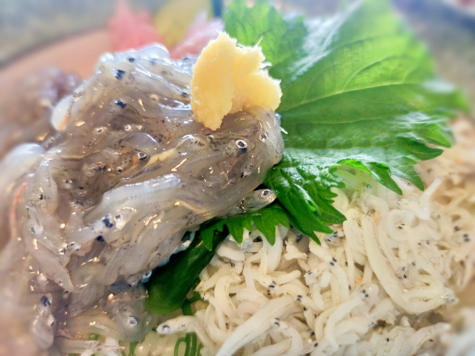 What is Shirasu? A Guide to Japan’s Tiny, Tasty Whitebait Fish ...