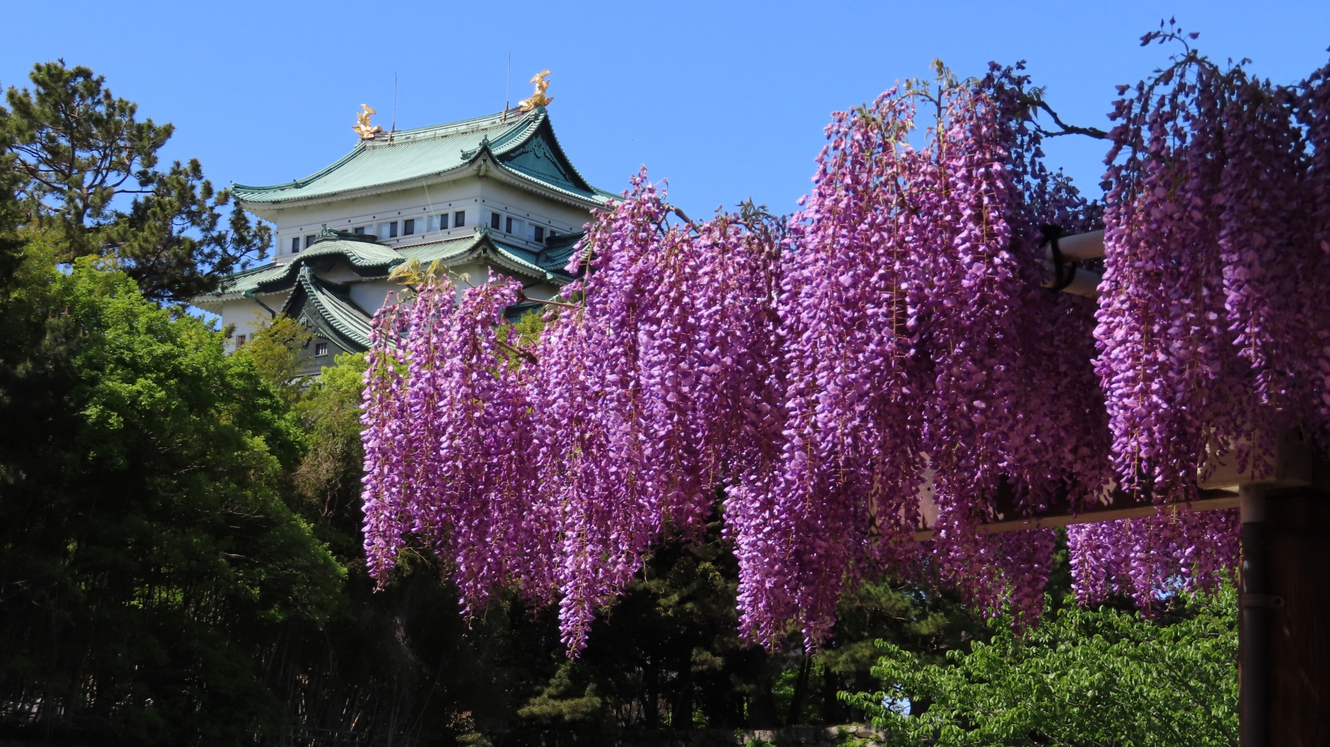 Nagoya Castle History: From Samurai Stronghold to Postwar ...