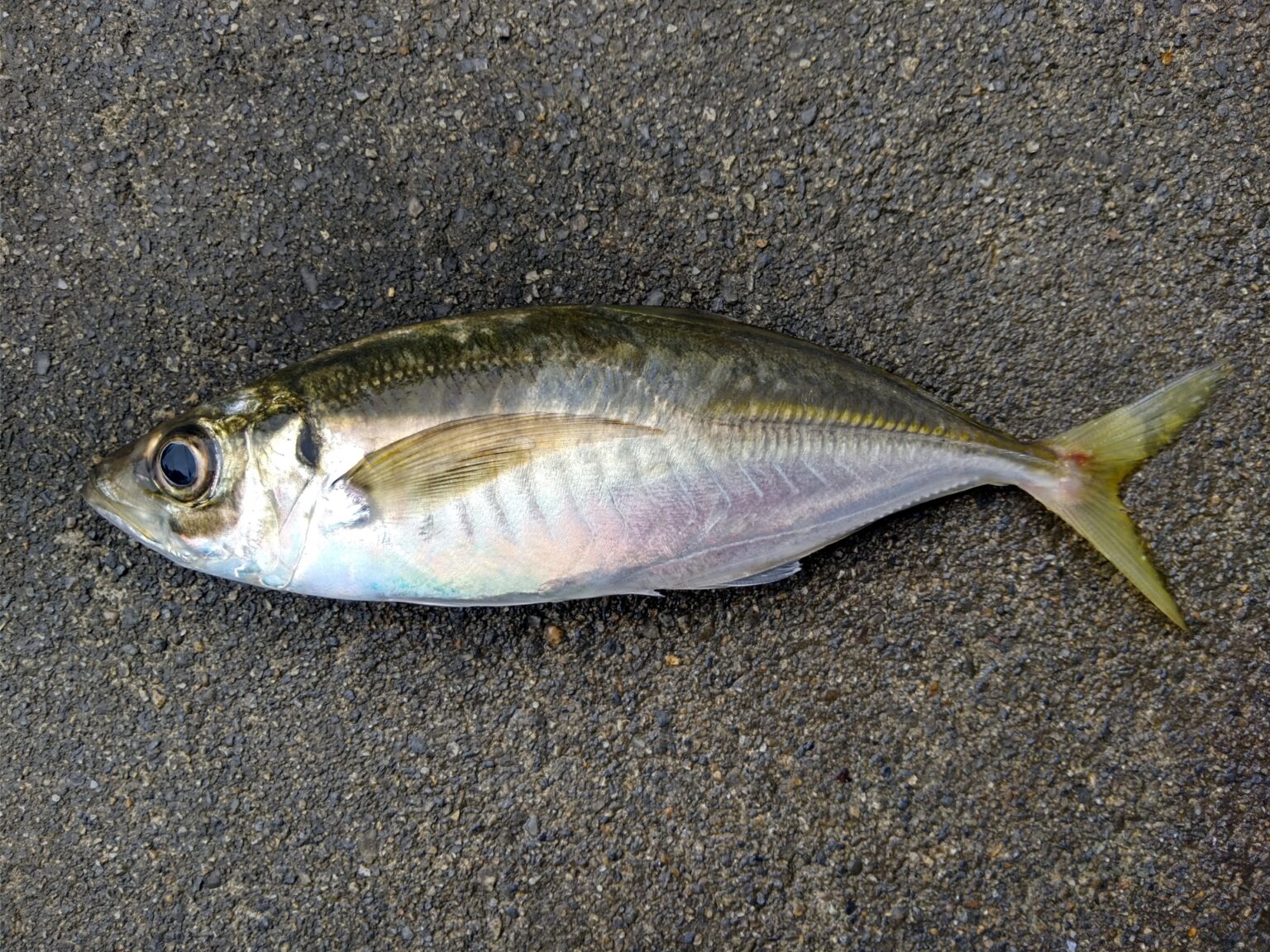 What is Fried Horse Mackerel (Aji Fry)? A Crunchy Classic of Japanese ...