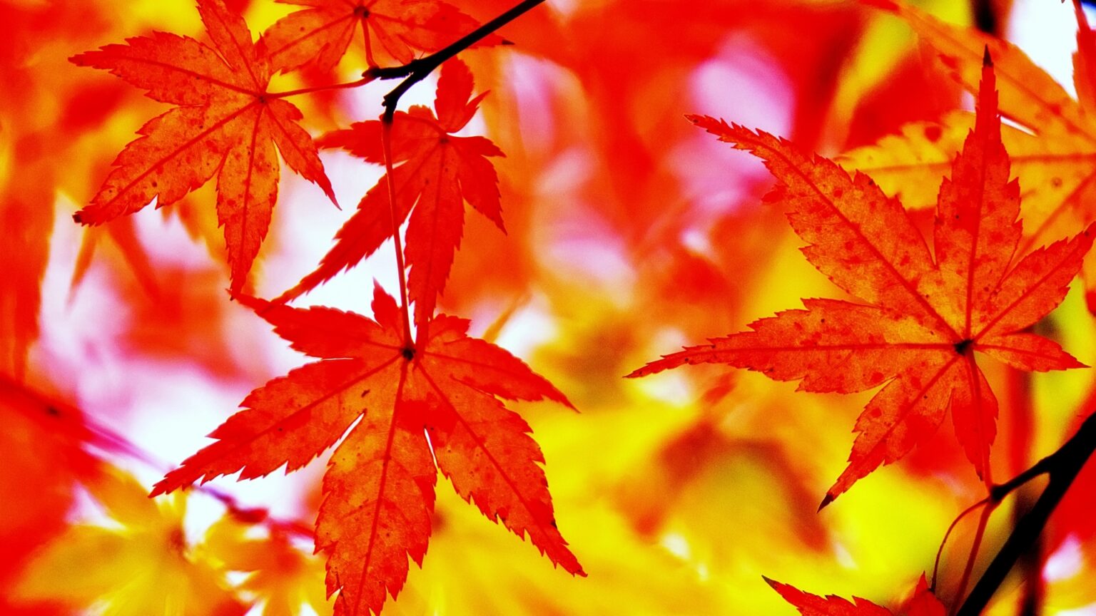 Understanding Omisoka: Japan’s Unique New Year’s Eve Celebration ...