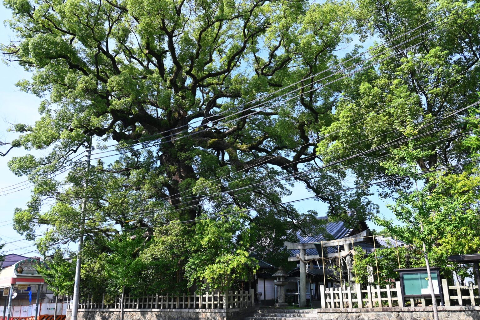 Taira no Kiyomori: The Ambitious Samurai Who Changed the Course of ...