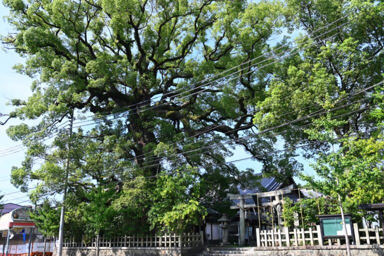 Taira no Kiyomori: The Ambitious Samurai Who Changed the Course of ...