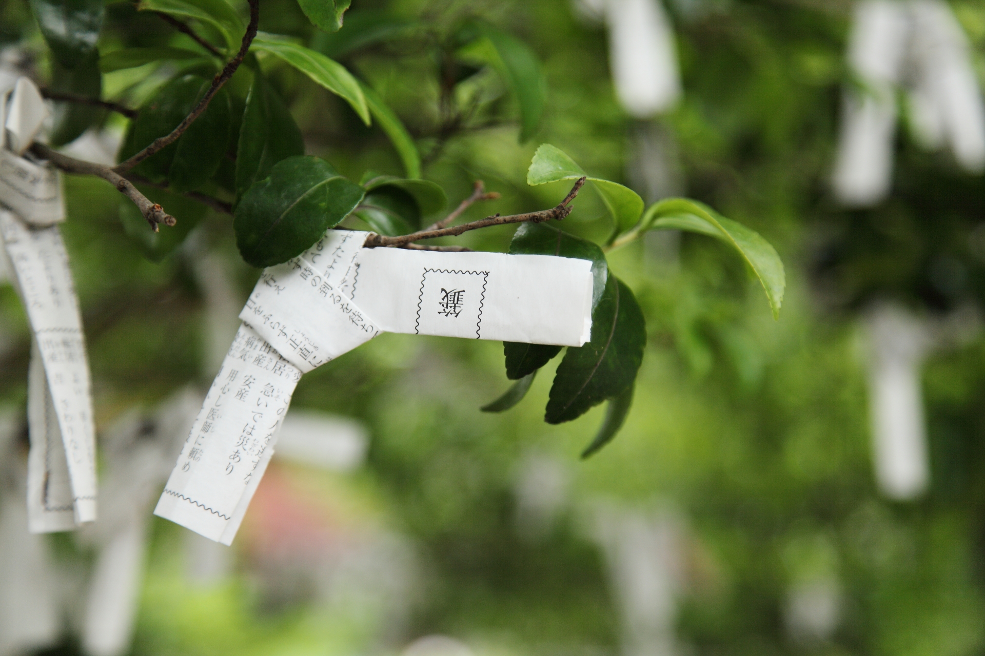 Omikuji and Ema: A Traveler’s Complete Guide to Japanese Shrine Fortune ...