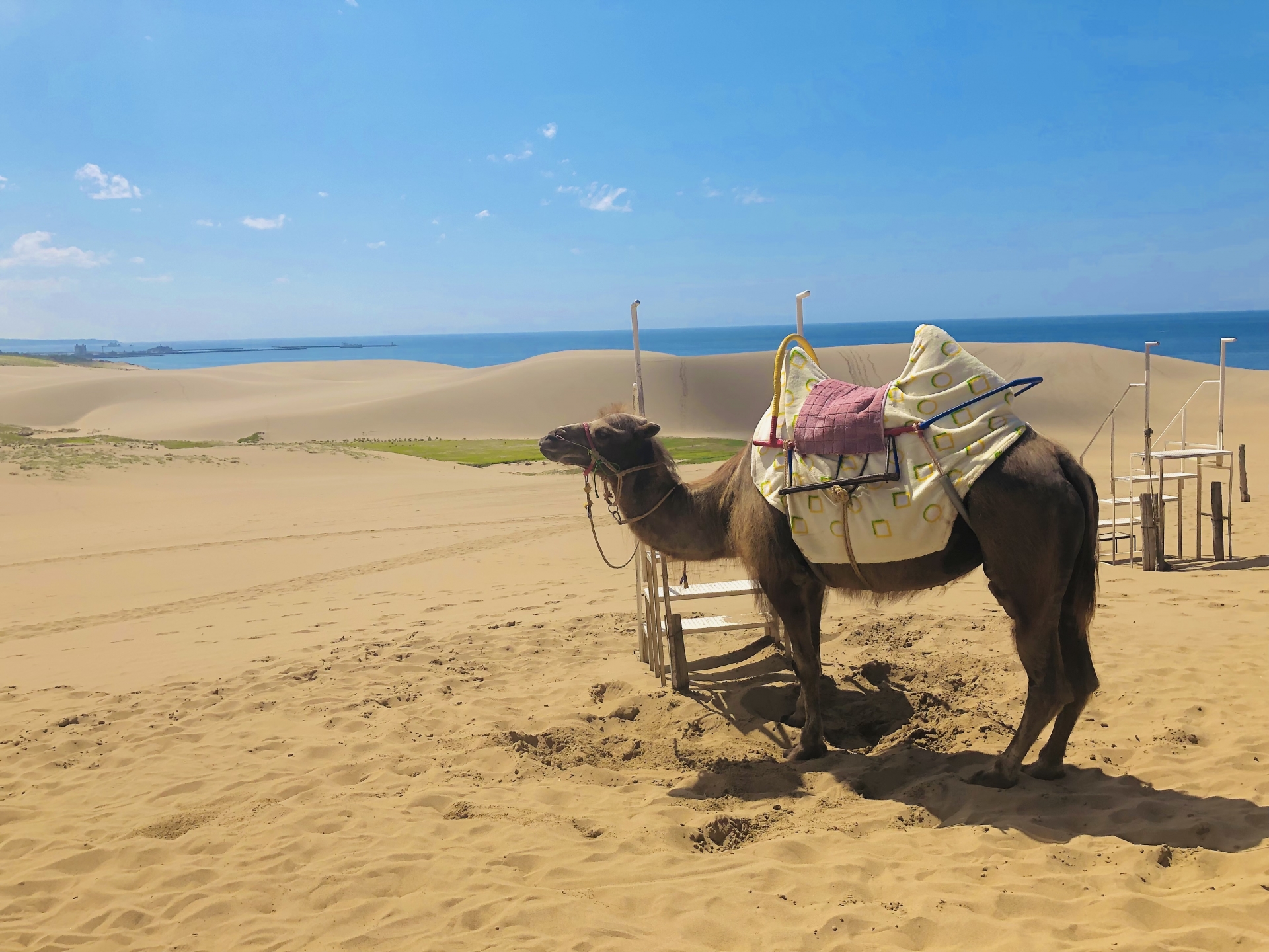 Tottori Sand Dunes: Japan’s Only Desert-Like Landscape You Can Actually ...
