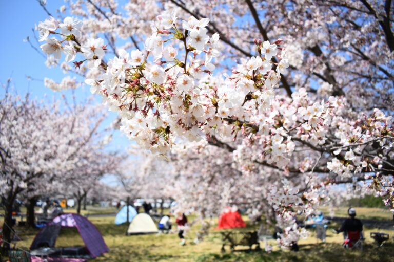 Hanami Etiquette: 15 Essential Rules for Enjoying Cherry Blossom ...